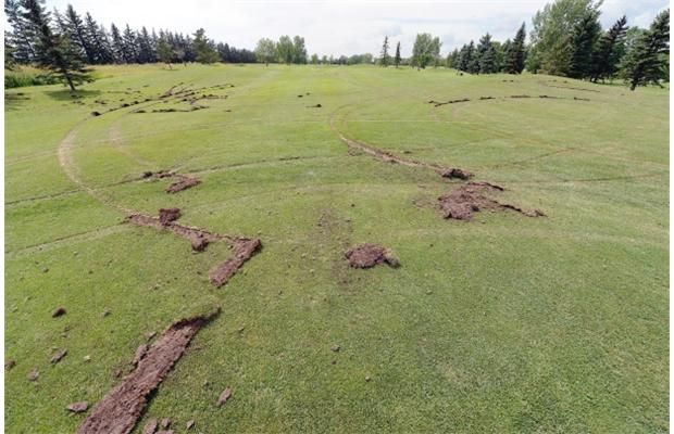 Turf damaged at Regina golf course | Regina Leader Post