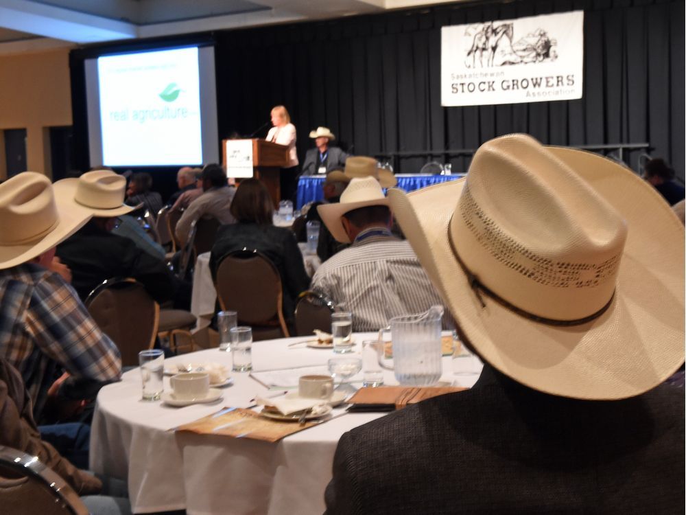 'Phenomenal' cattle prices to taper off: forecaster | Regina Leader Post