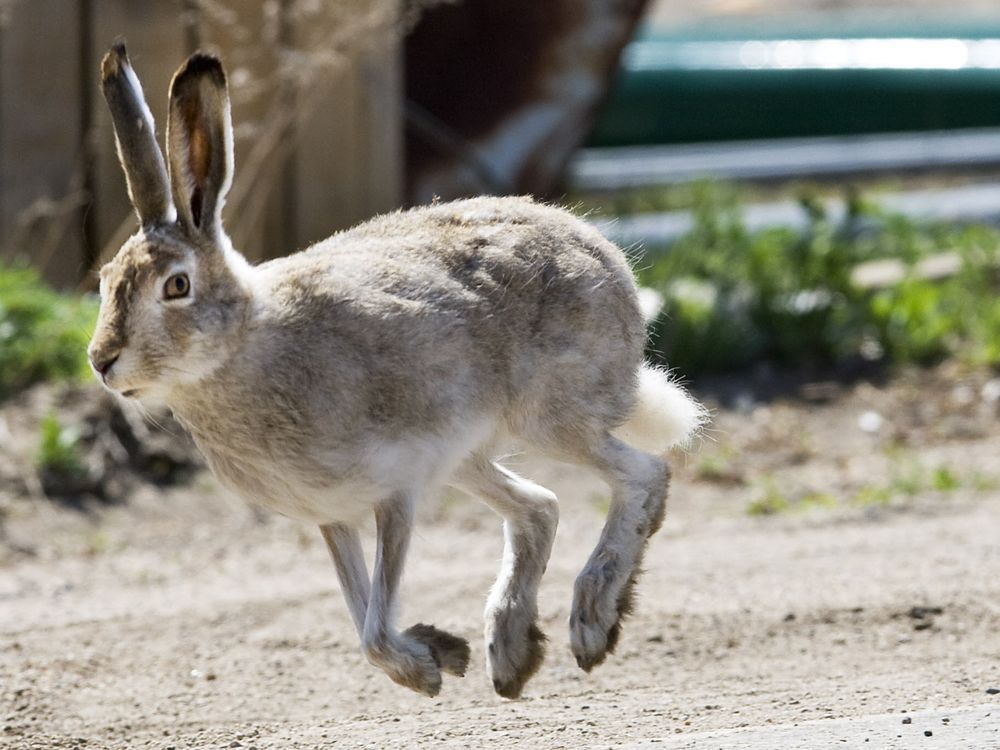 Police looking for whoever is shooting jackrabbits with arrows in ...