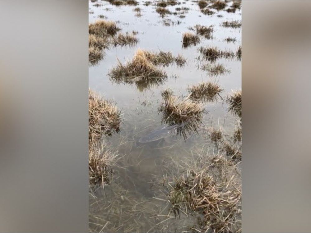 Video: Jackfish spotted swimming in flooded Saskatchewan field | Regina ...
