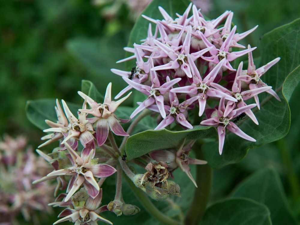 Native plant garden undergoing two year restoration project | Regina ...