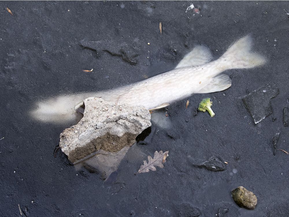 Dead fish surfacing in Wascana Lake as the ice melts | Regina Leader Post