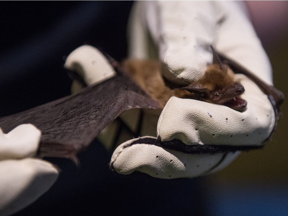 Into the Night: Bats to take flight from Science Centre at evening ...