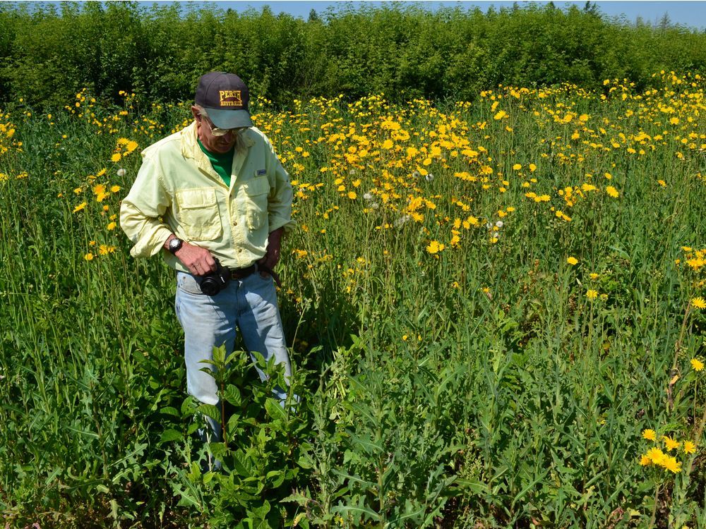 Sask. First Nation looks to rekindle former tree nursery's legacy ...