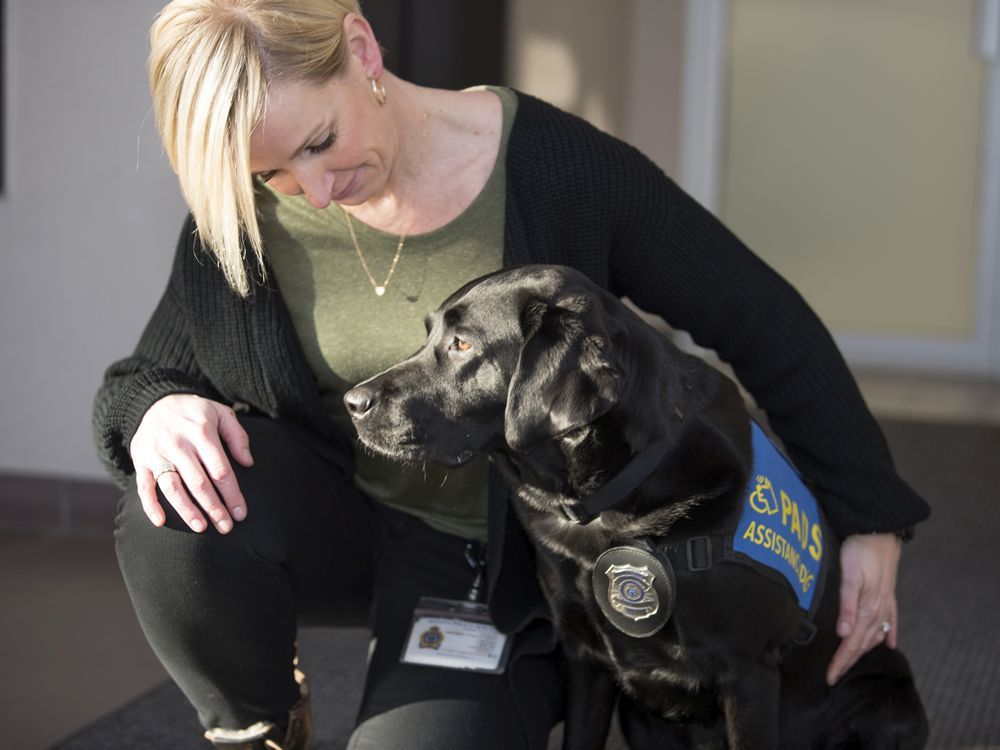 Remembering Merlot: police service dog dies after long Regina career ...