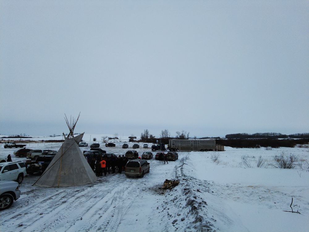Bison again roaming the plains on The Key First Nation | Regina Leader Post