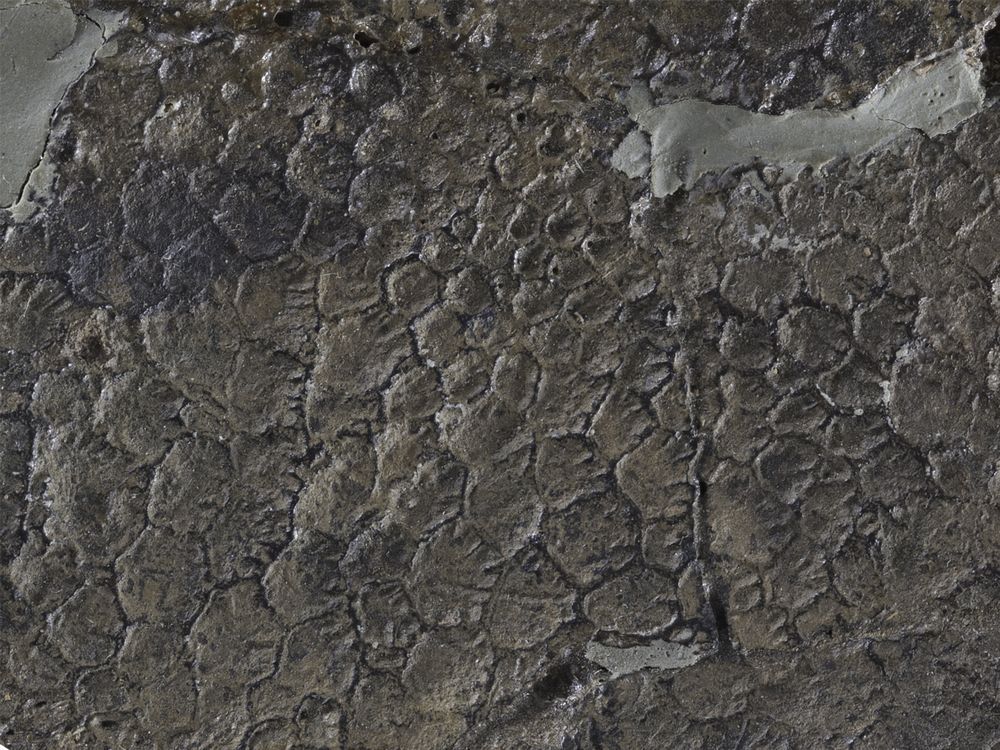 Researchers discover unusual scale patterns on fossil found in Sask ...