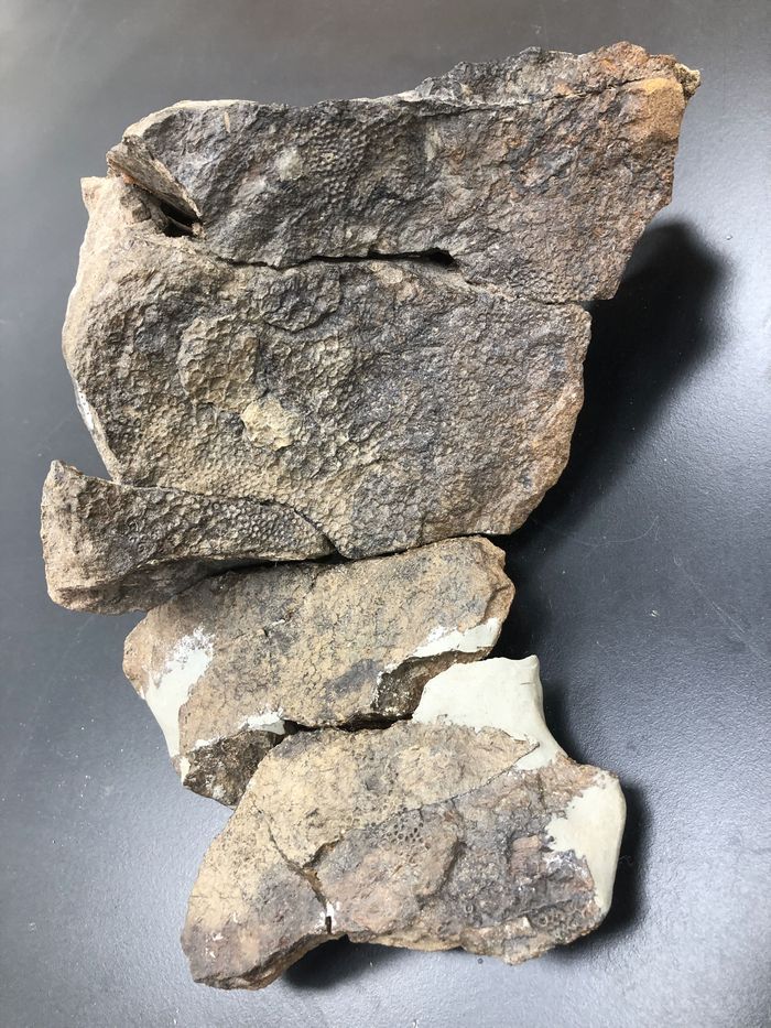 Researchers discover unusual scale patterns on fossil found in Sask ...