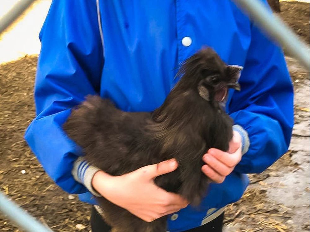 Chicken and acreage debate ends in bylaw change for RM of Longlaketon ...