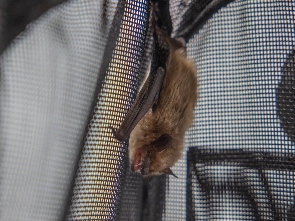 White-nose syndrome affecting Saskatchewan bats, says NCC | Regina ...