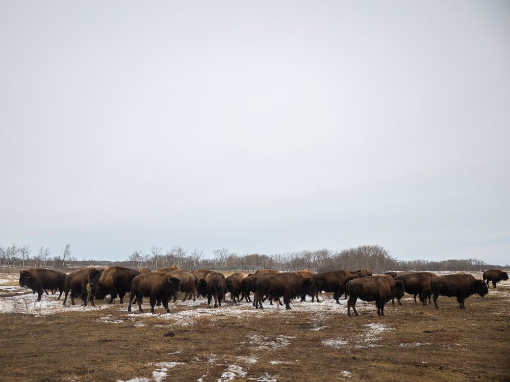 Regina weather: Snowy and cool, a typical Saskatchewan fall day ...