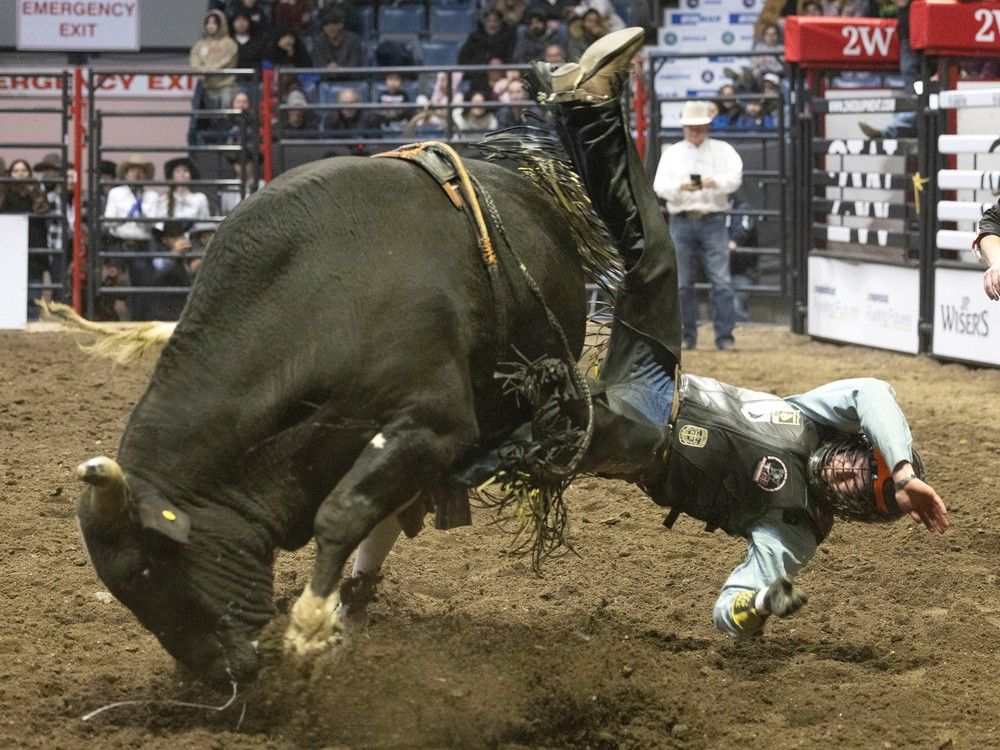 In pictures: Thrills and spills fill Brandt Centre for Pro Rodeo ...