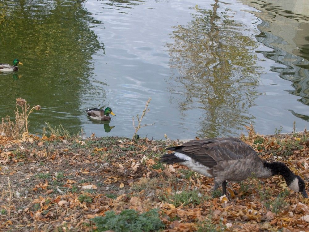 Six finalists announced for Regina’s official bird | Regina Leader Post