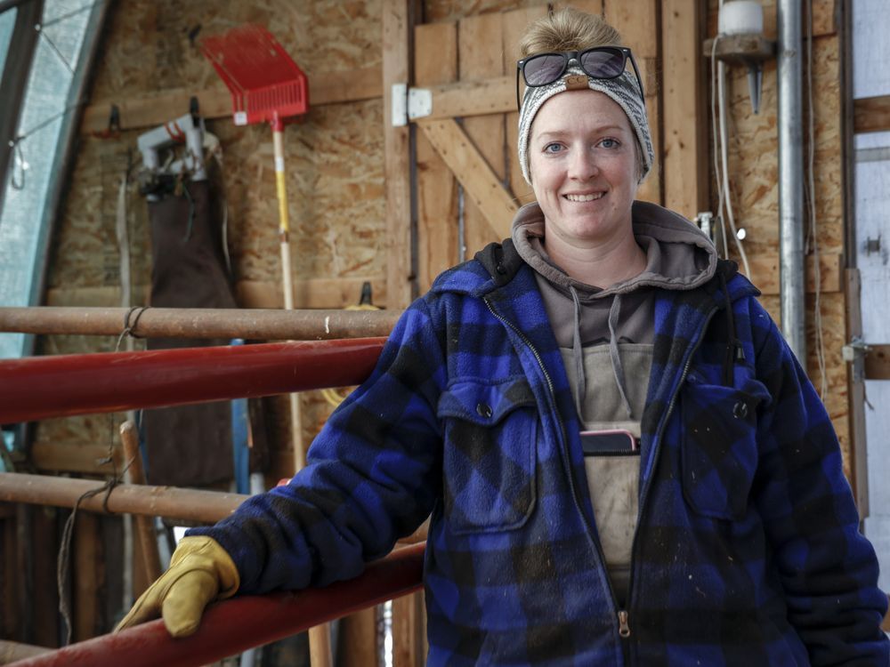 Bovine AI: Cattle rancher says technology helps save time and money ...