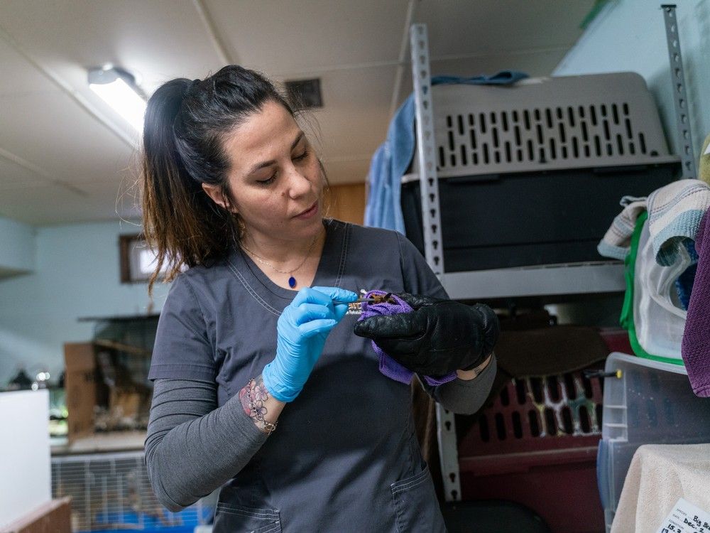 Salthaven West helping bats in care hibernate over winter | Healthing.ca