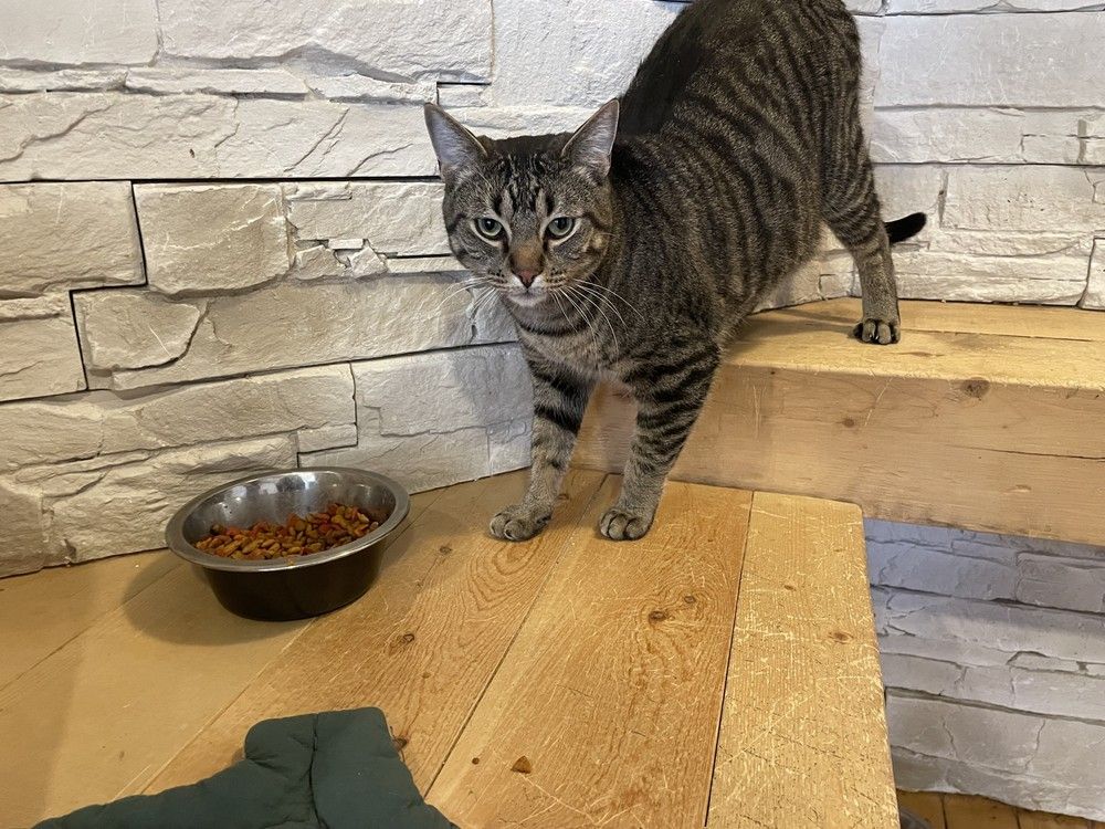 Playful long-term resident of Excalipurr Cat Café seeks a forever home ...