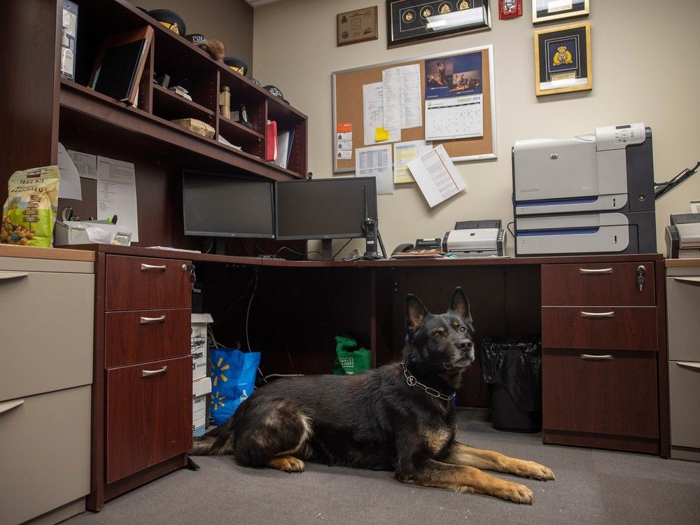Saskatchewan RCMP police dog handlers learn extended canine first aid ...