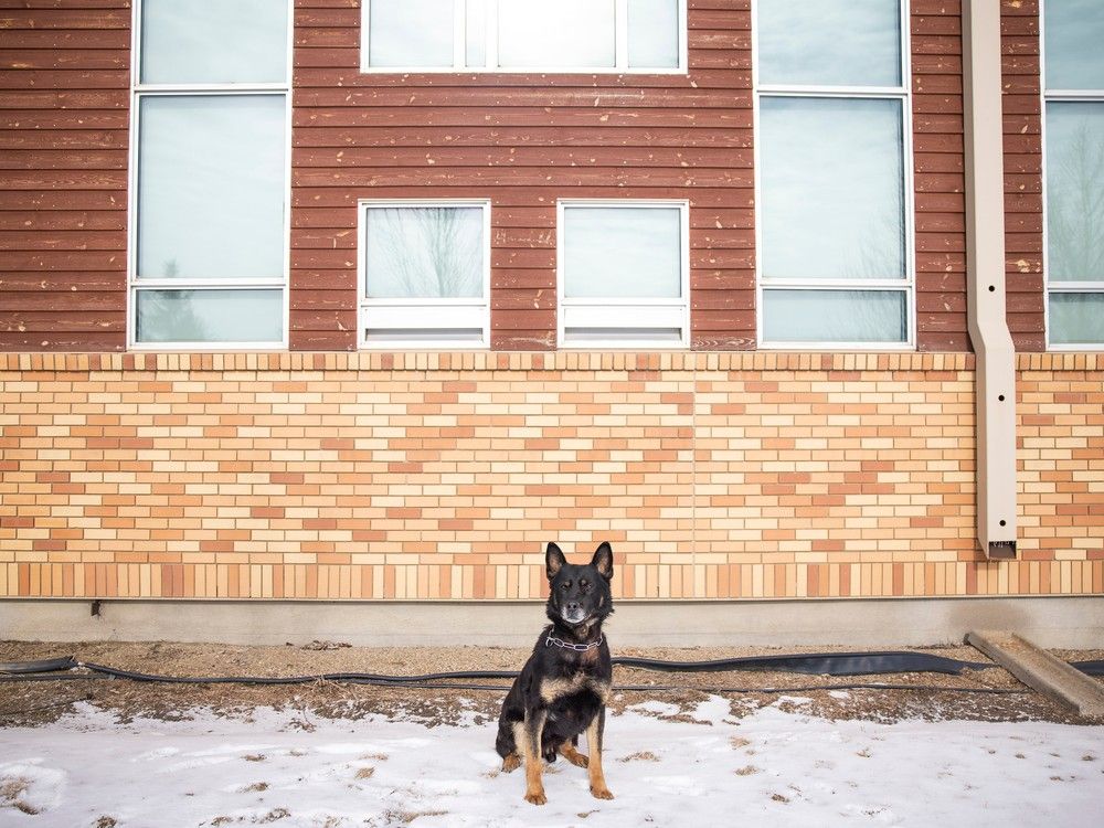 Saskatchewan RCMP police dog handlers learn extended canine first aid ...