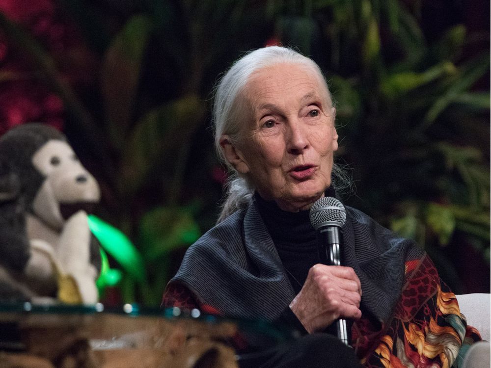 Western University honours Jane Goodall | London Free Press