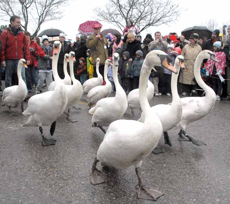 LFP Longform: Reflecting on a century of swans in Stratford | London ...