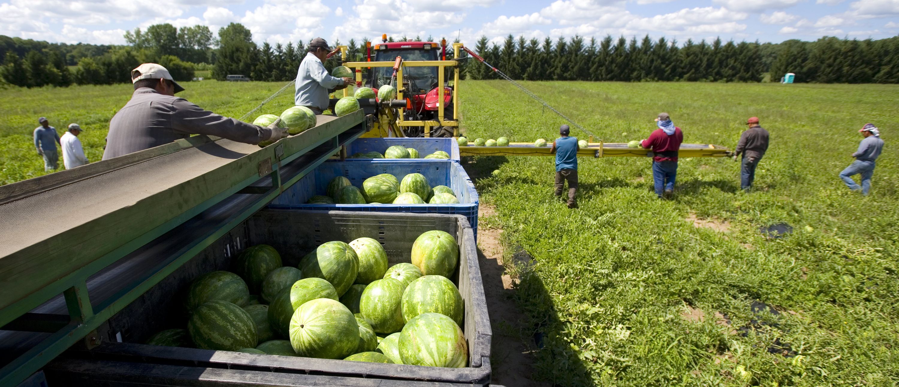 Inside one of the London region's booming watermelon farms | London ...