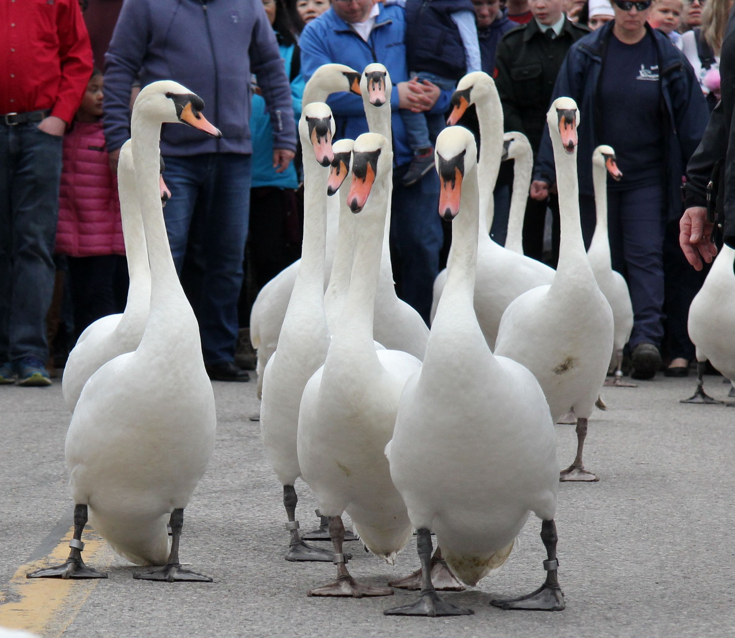 Stratford Swan Parade | London Free Press