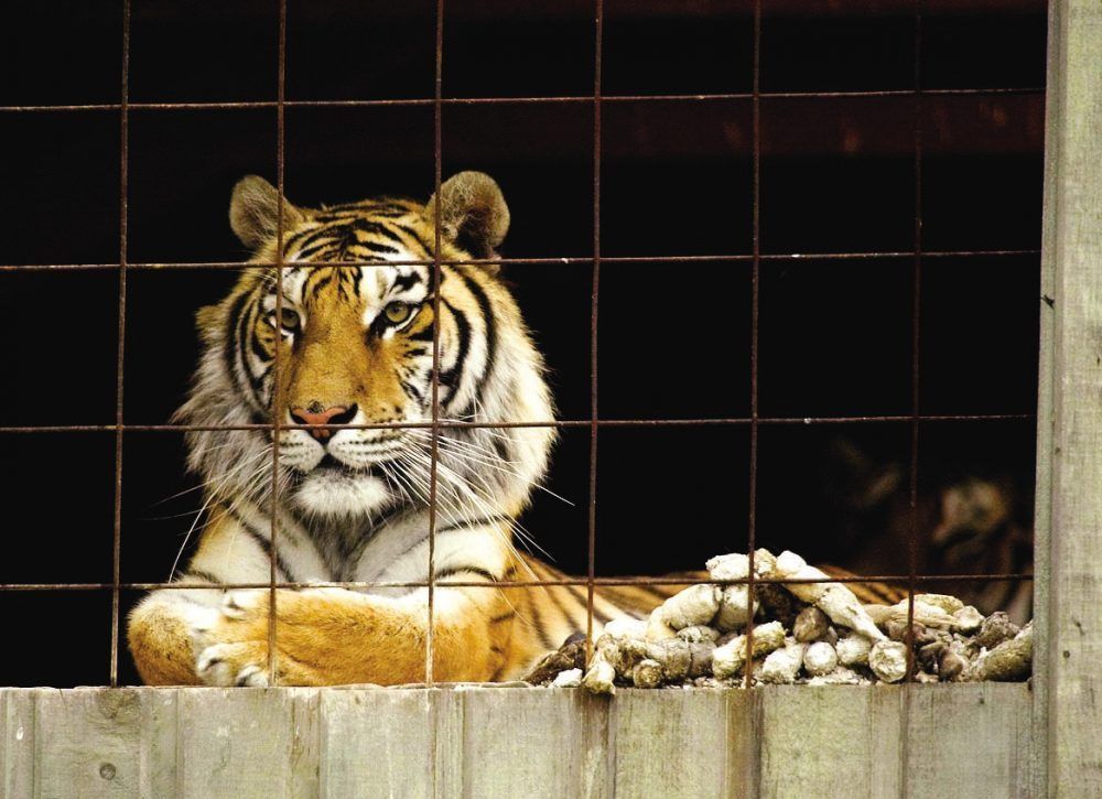 LFP ARCHIVES: He fought to keep his beloved tiger. Then it killed him ...