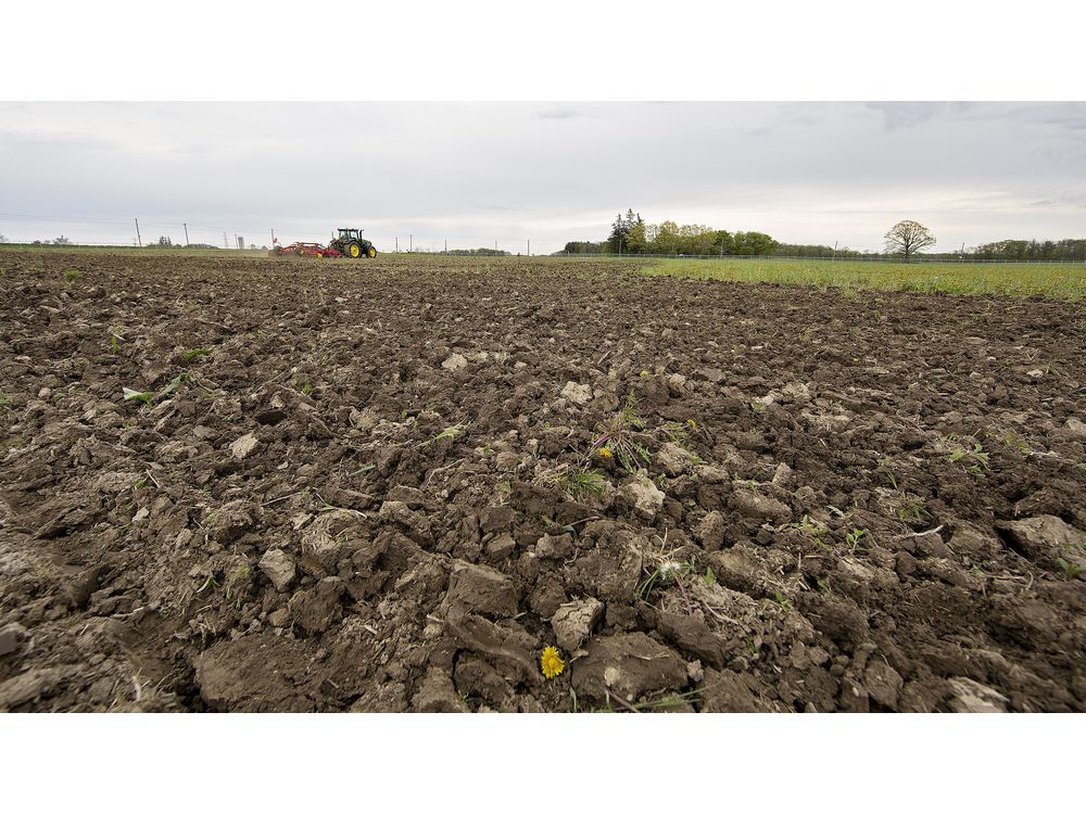 Opportunity as big as all outdoors for first licensed outdoor pot ...