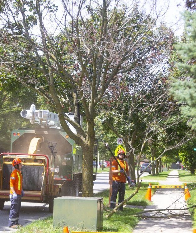 City's Norway maples hit hard by fungus | London Free Press