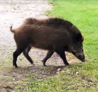 Hybrid wild pigs a growing menace in Southwestern Ontario | London Free ...
