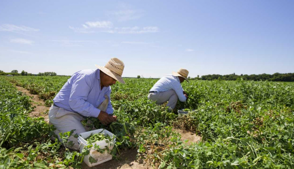 Review board strikes down Norfolk bunkhouse cap for migrant workers ...