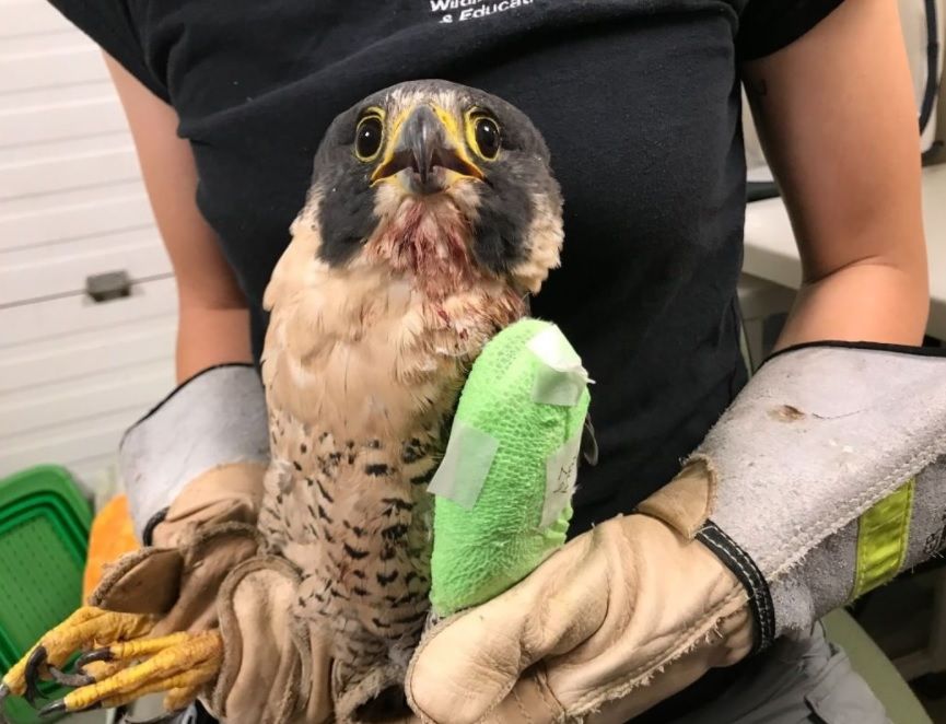 Downtown London's 'iconic' peregrine falcon dies after broken wing ...