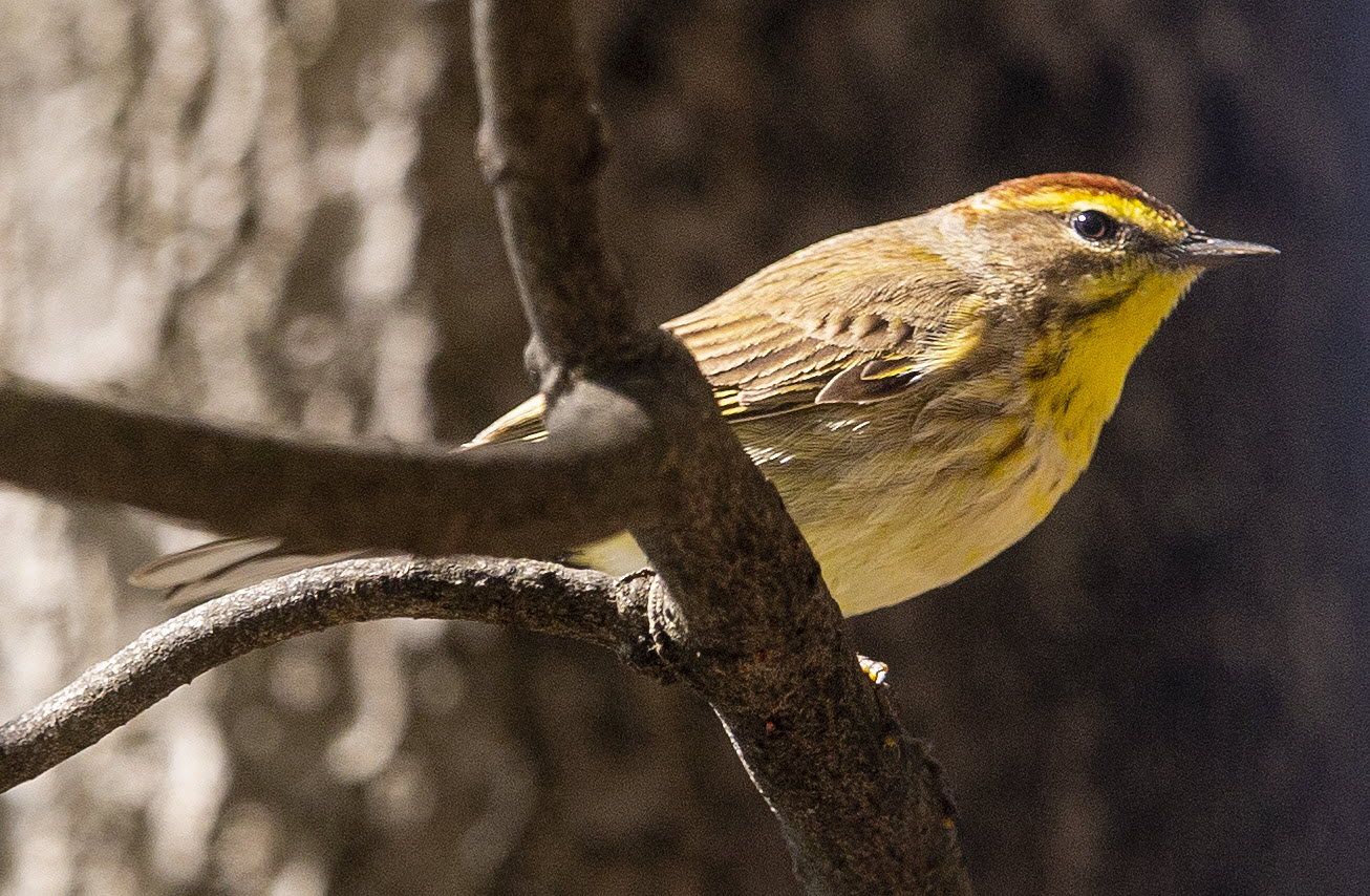 PHOTOS: The beautiful birds of London | London Free Press