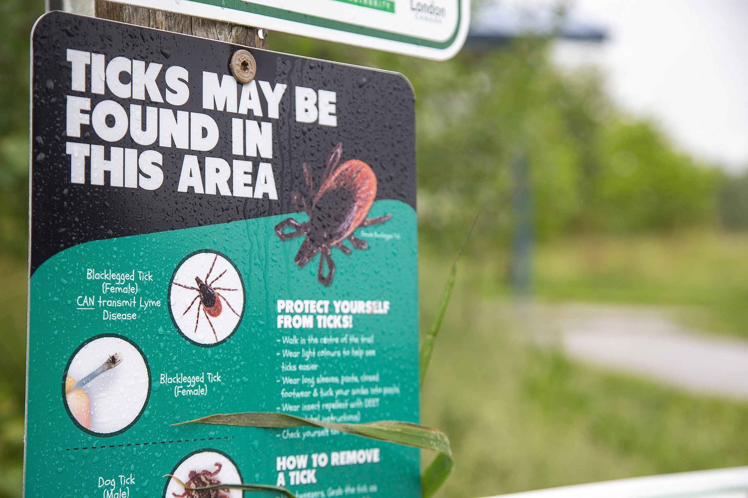 Tick risk on the rise? Blame climate change: Local health experts ...