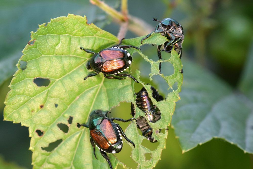 Growing Concerns: Bugged by Japanese beetles, gypsy moths? Fight back ...