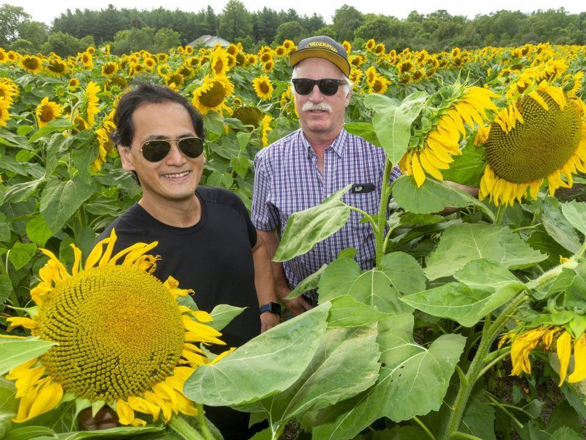 Cancer patient plants sunflowers to say thanks, raise awareness ...