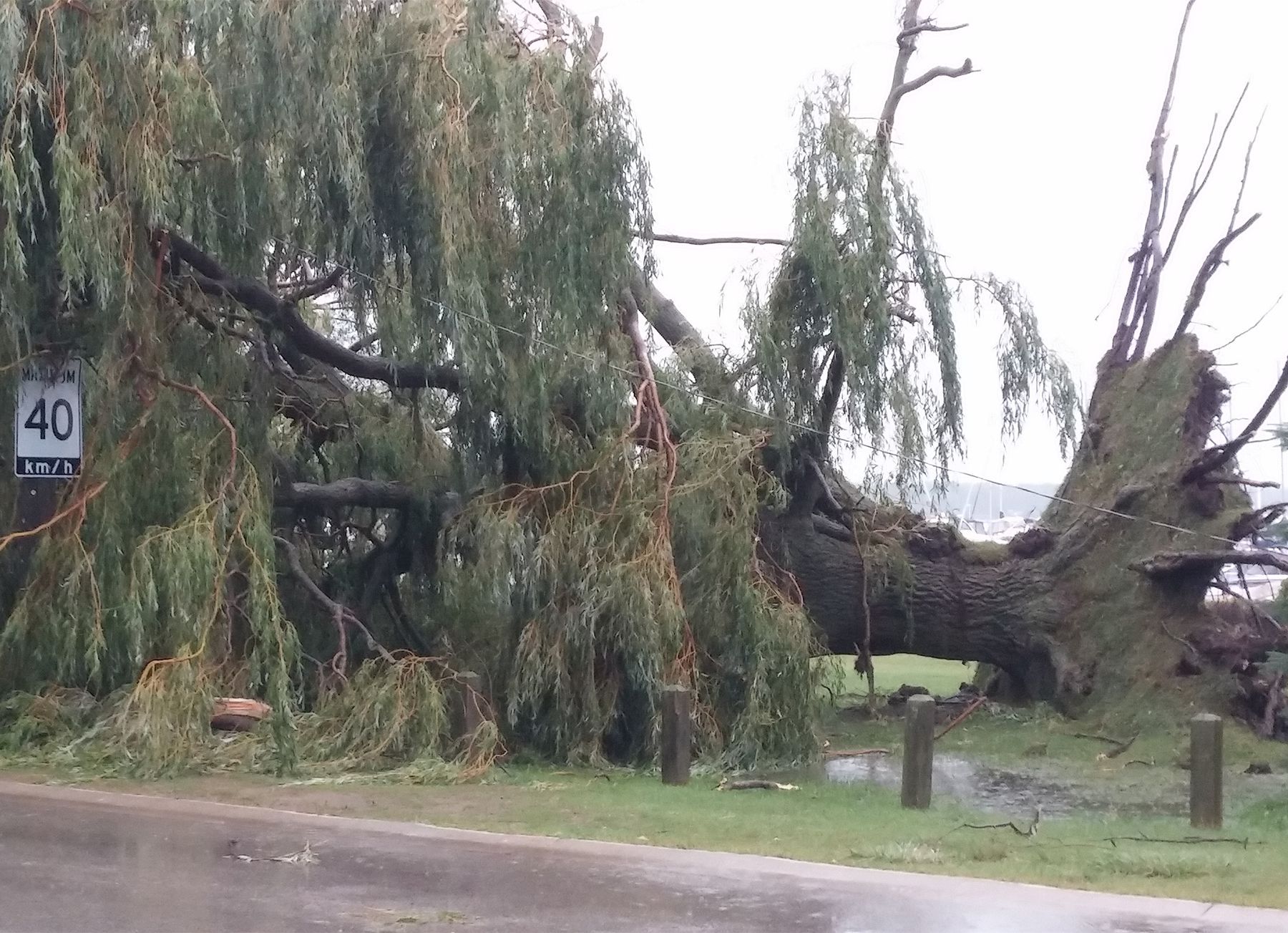 Severe storm topples trees, downs power lines in Saugeen Shores ...