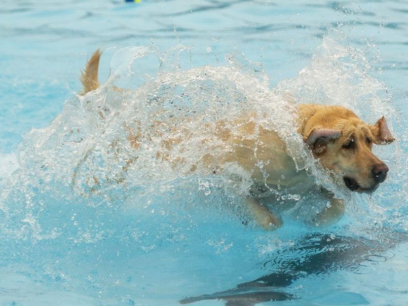 PHOTOS: Dog-gone fun at Humane Society waterpark event | London Free Press