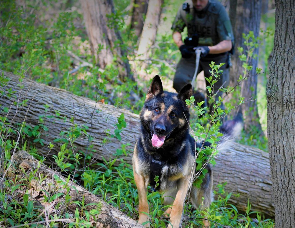 London police K9 calendar marks canine unit's 50th anniversary | London ...