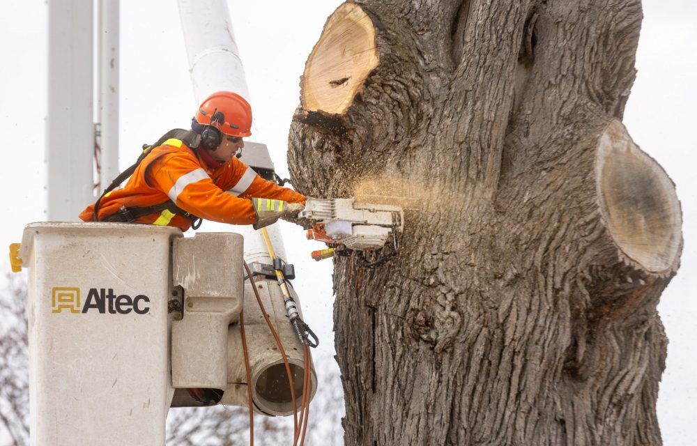 End of an icon: Lambeth's giant, 400-year-old oak tree comes down | The ...