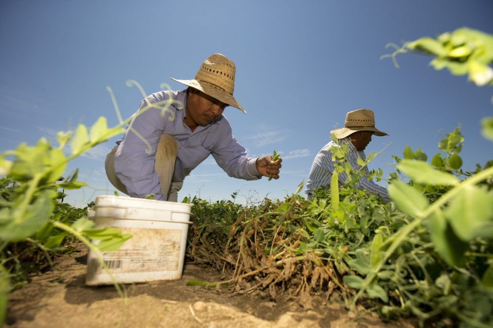 First farms, now factories: temporary foreign worker program expands ...