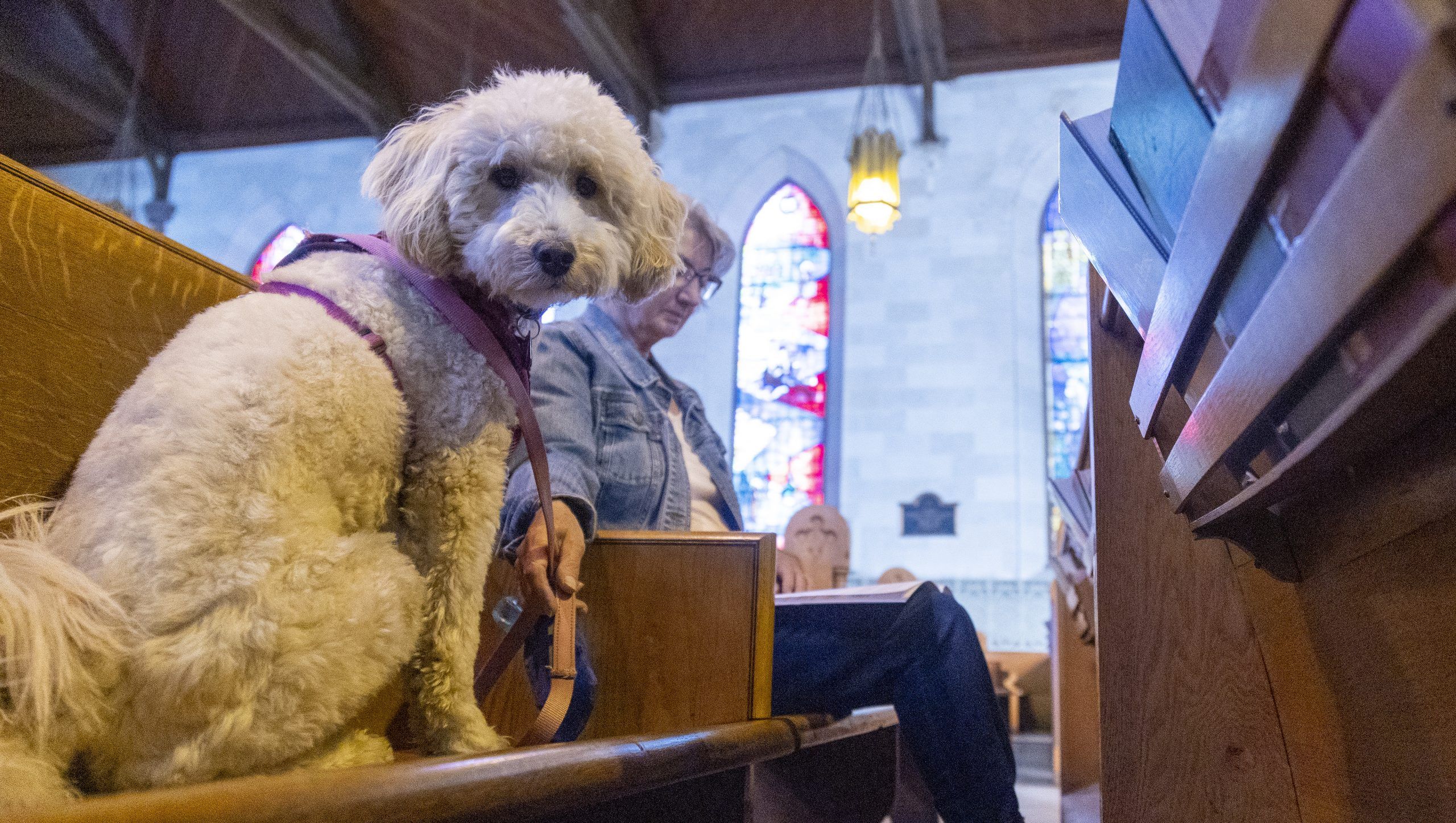 PHOTOS: Pets get blessed at London's St. Paul's Cathedral | London Free ...