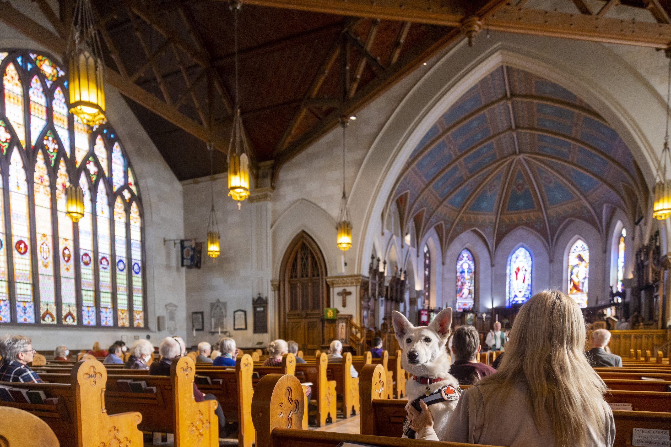 PHOTOS: Pets get blessed at London's St. Paul's Cathedral | London Free ...