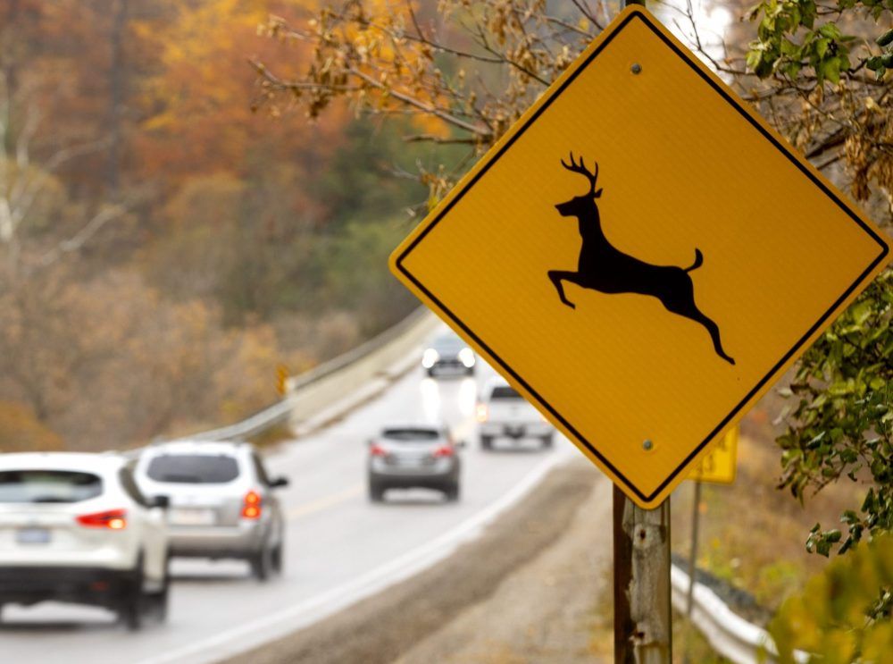 'Never veer for deer': Police warn drivers after string of crashes ... 'Never veer for deer': Police warn drivers after string of crashes ...