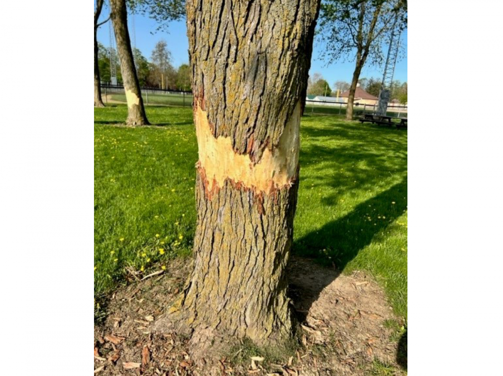 Damage pegged at $25K after vandals hit 80-year-old maple trees ...