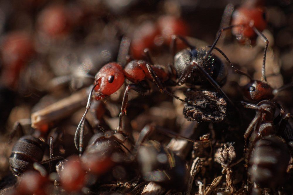 Baranyai: Ants tough to evict after they've made a home in your home ...