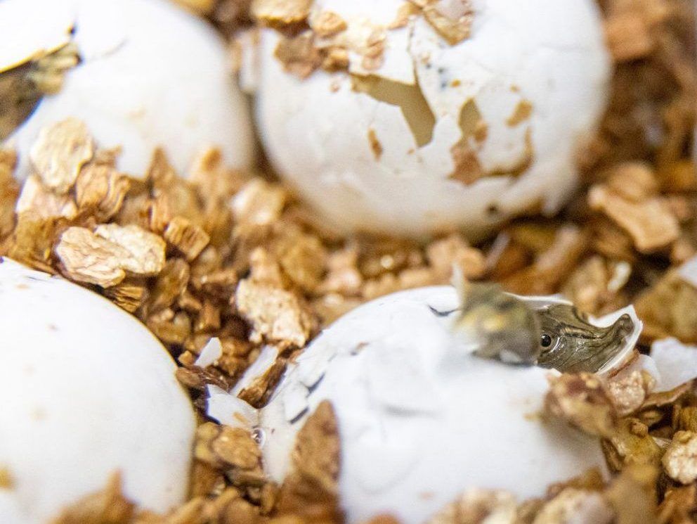 0421 lf turtles | London Free Press