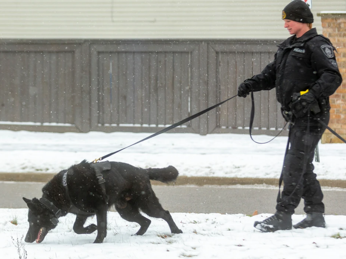 Retired Stratford police dog, Jack, in need of support after surgery ...
