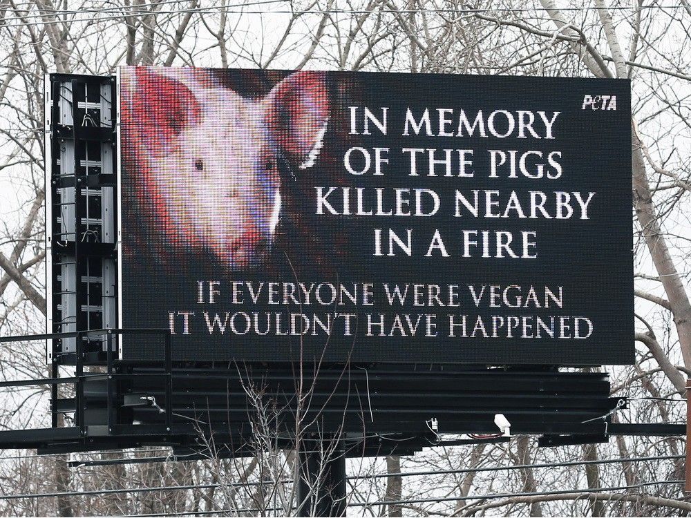 PETA billboard honours pigs killed in Southwestern Ontario truck fire ...