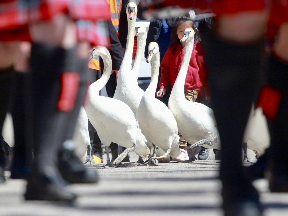 PHOTOS: The march of Stratford's swans | London Free Press